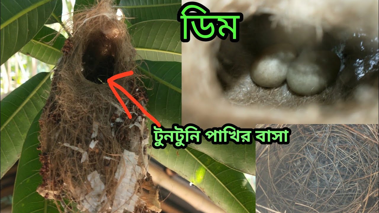 টুনটুনি পাখির বাসা। tuntuni pakhir basha video #birds - YouTube