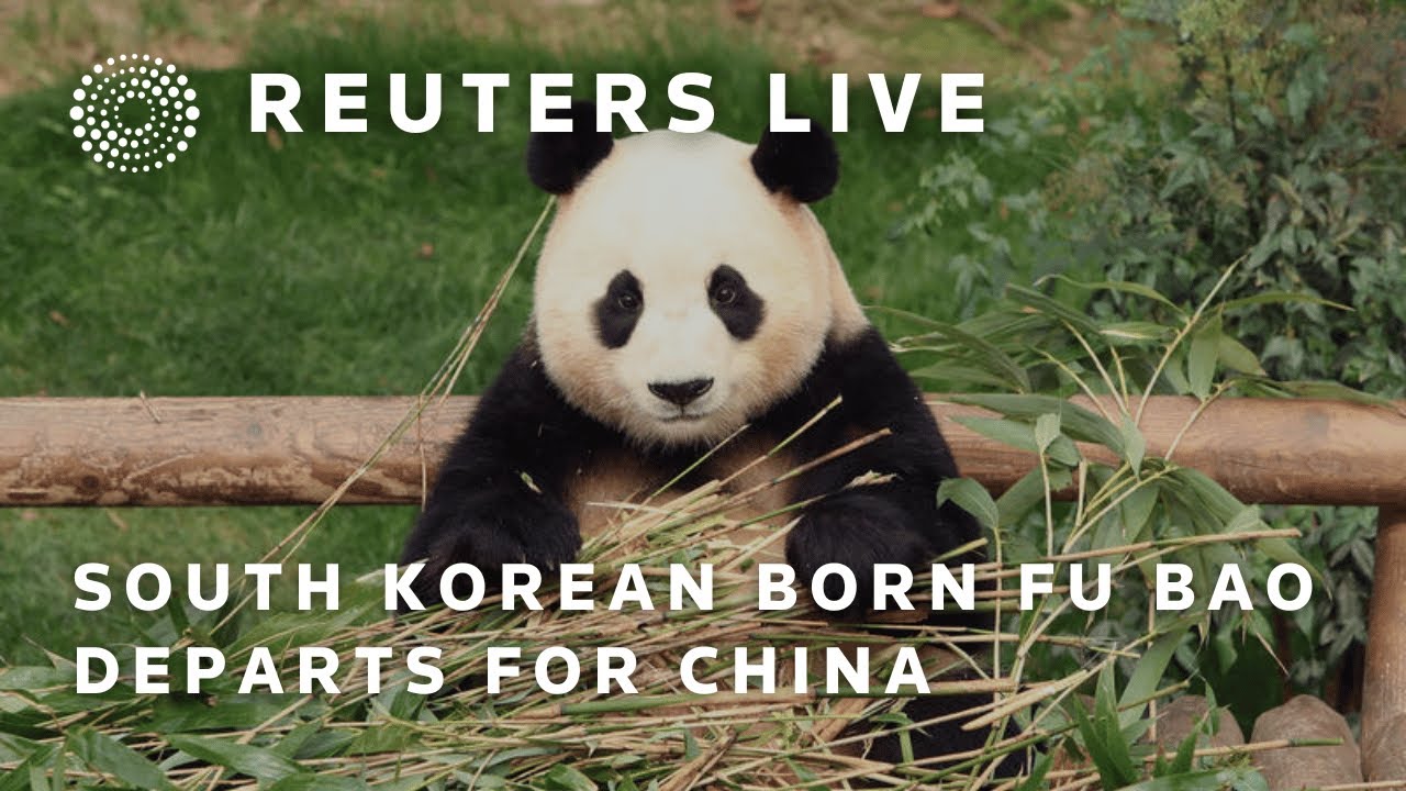 LIVE: Fu Bao, the first giant panda born in South Korea, departs for ...