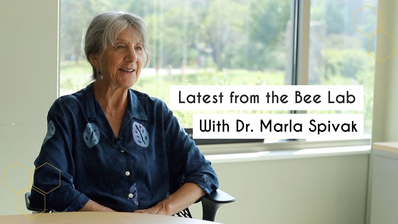 Dr. Marla Spivak Talks About Her Latest Research on Propolis and Honey ...
