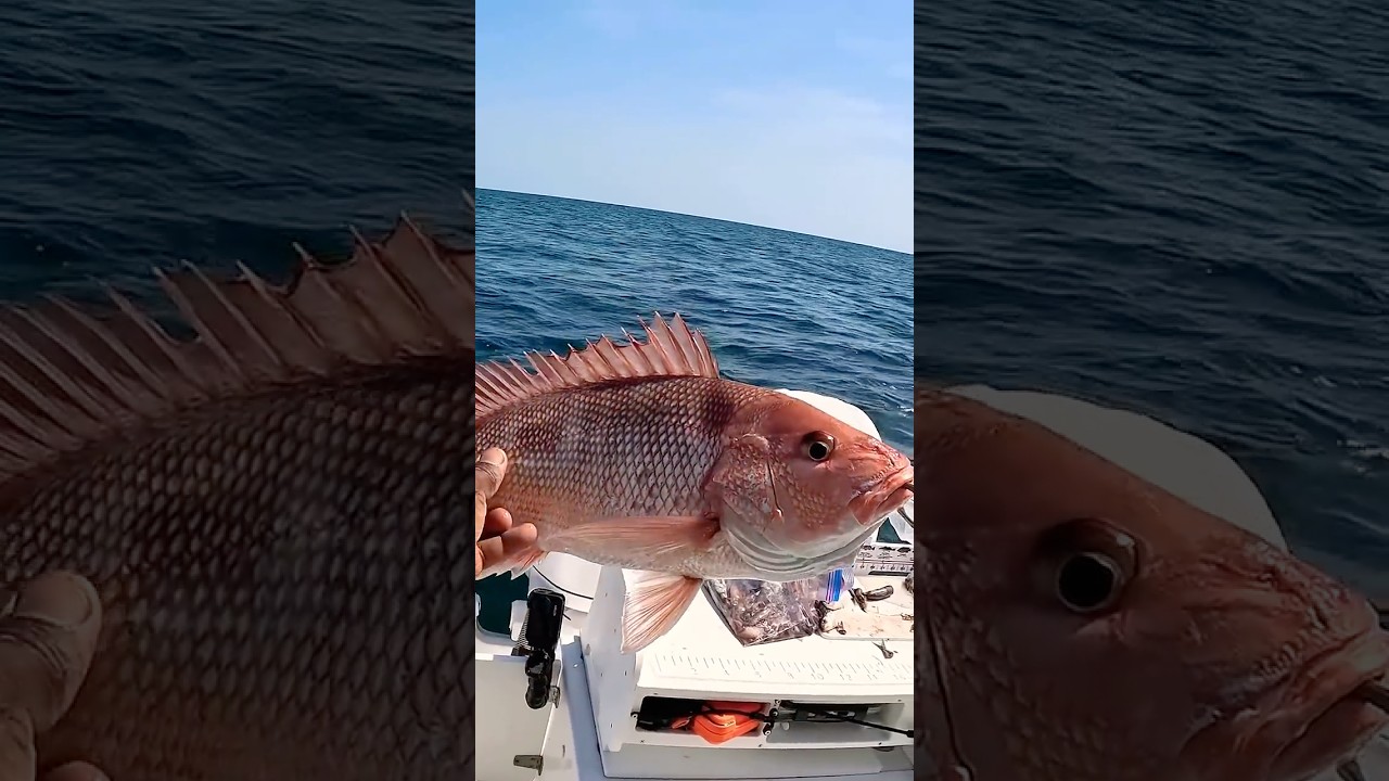 Catch Vent and Release: American Red Snapper - YouTube