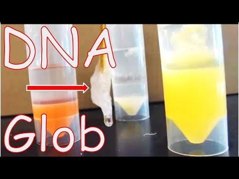 How to Extract DNA From Fruit - YouTube