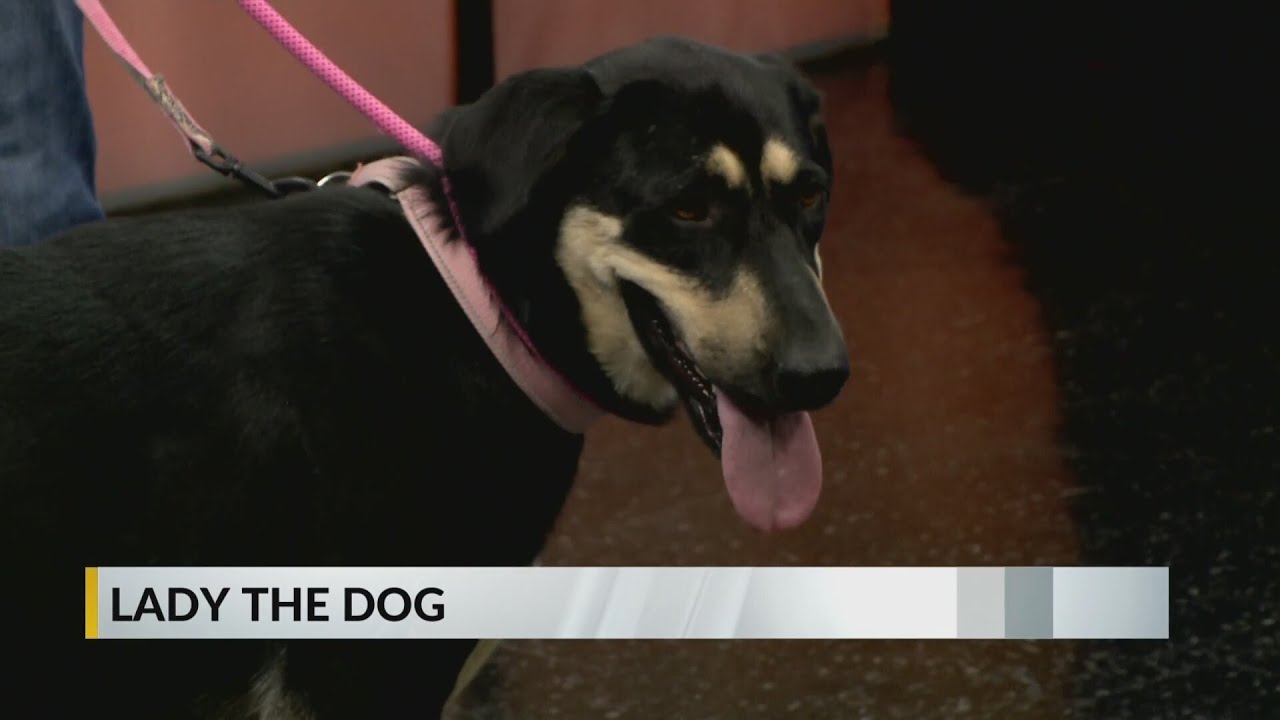 FURRY FRIDAY: Meet Lady the dog - YouTube
