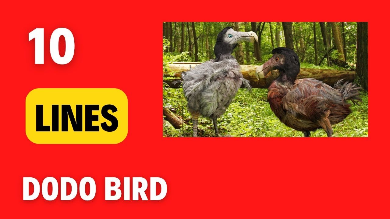 10 lines Essay on Dodo Bird - YouTube