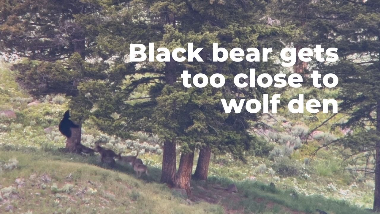Black bear gets too close to wolf den in Yellowstone - YouTube