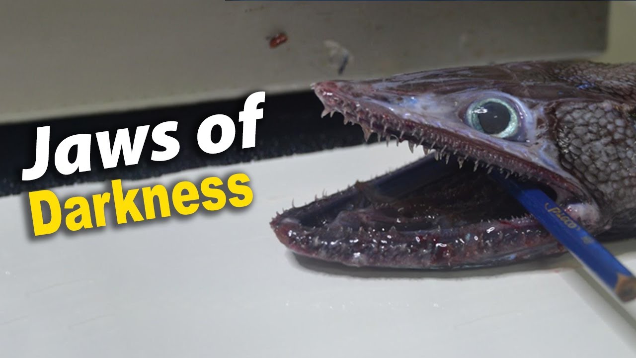 Deep Sea Lizardfish: Apex Predator of the Abyss - YouTube
