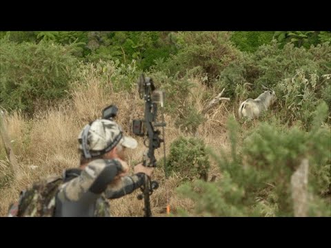 Part 2, Real goat hunting, New Zealand. February 2020 - YouTube