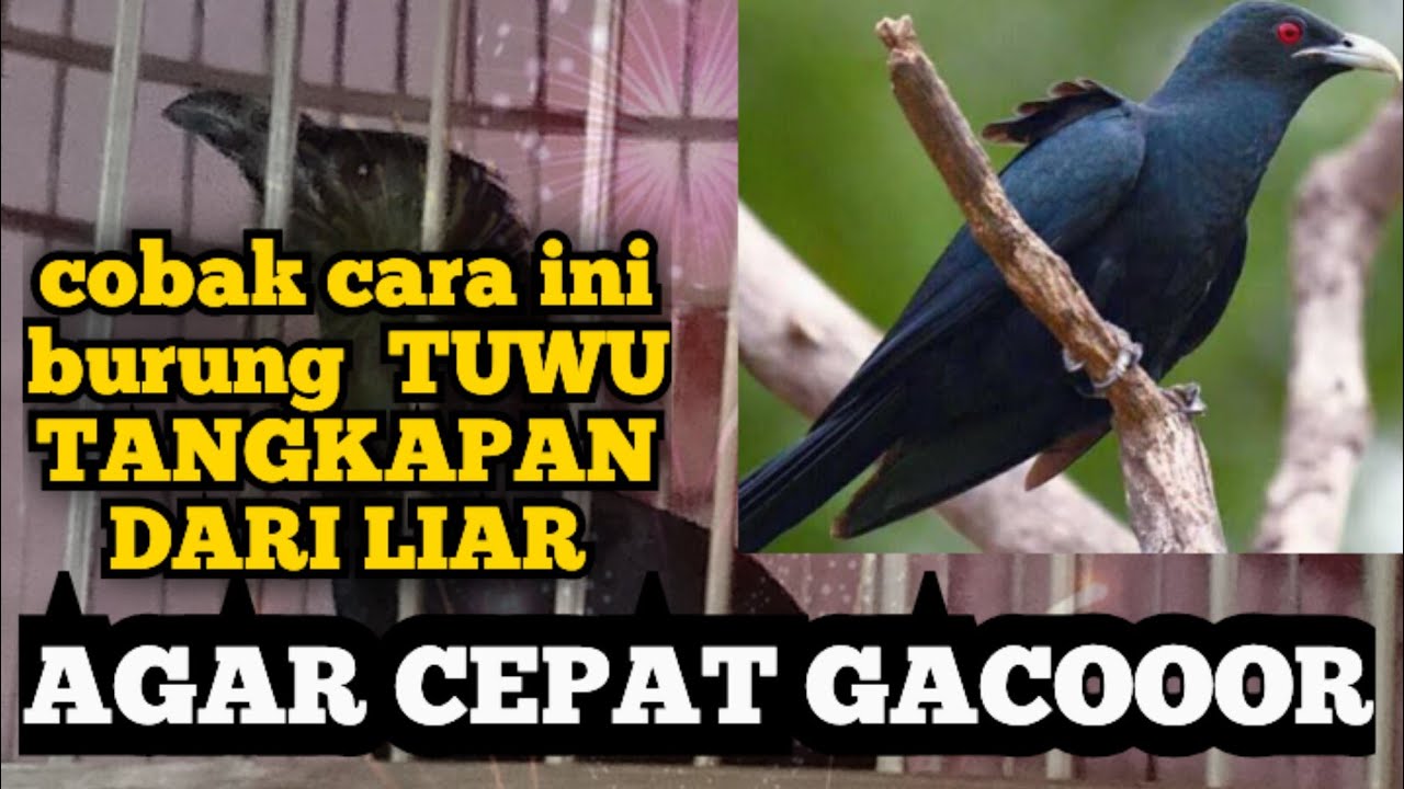 how to care for a forest tuwu bird so that it sings quickly - YouTube