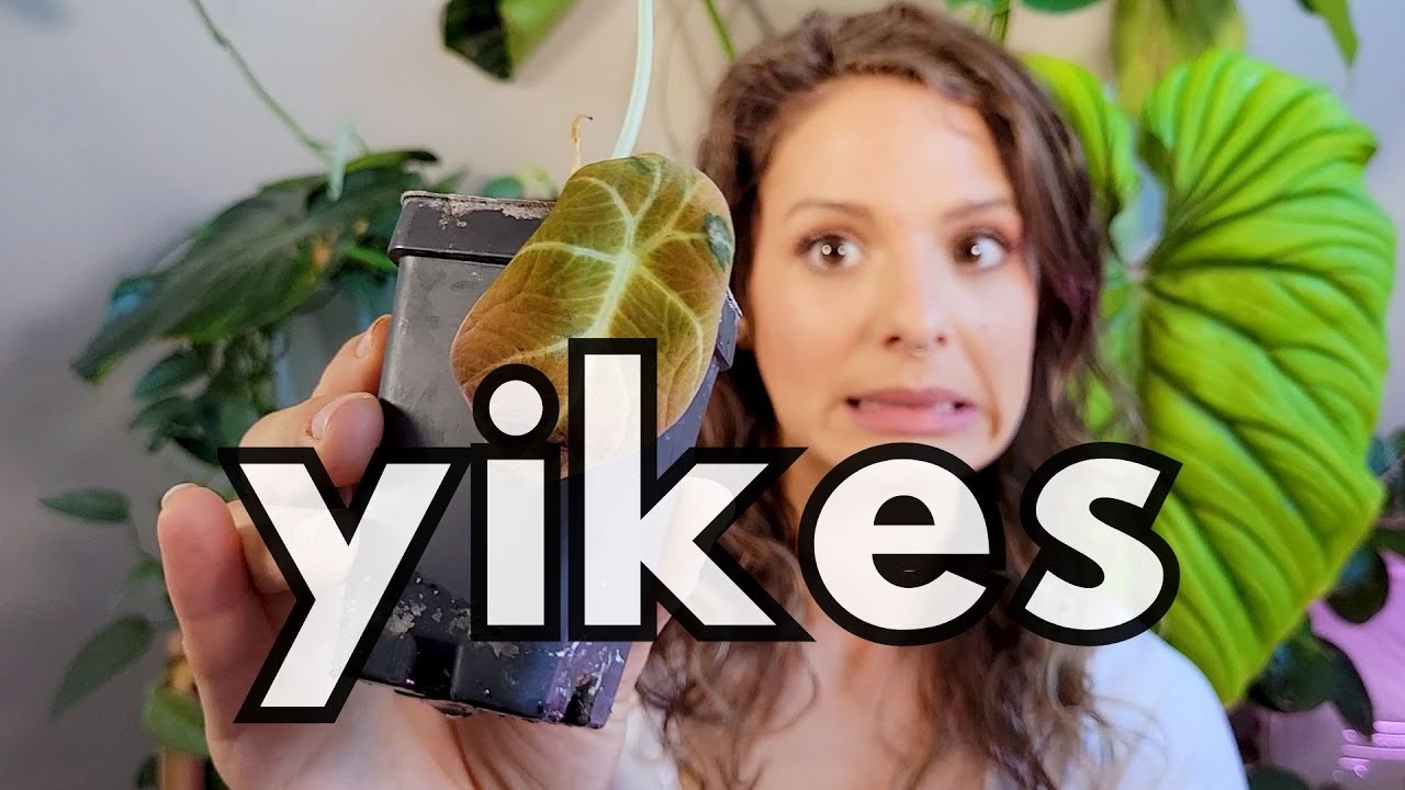 tricky plants | don't travel with these plants!! - YouTube