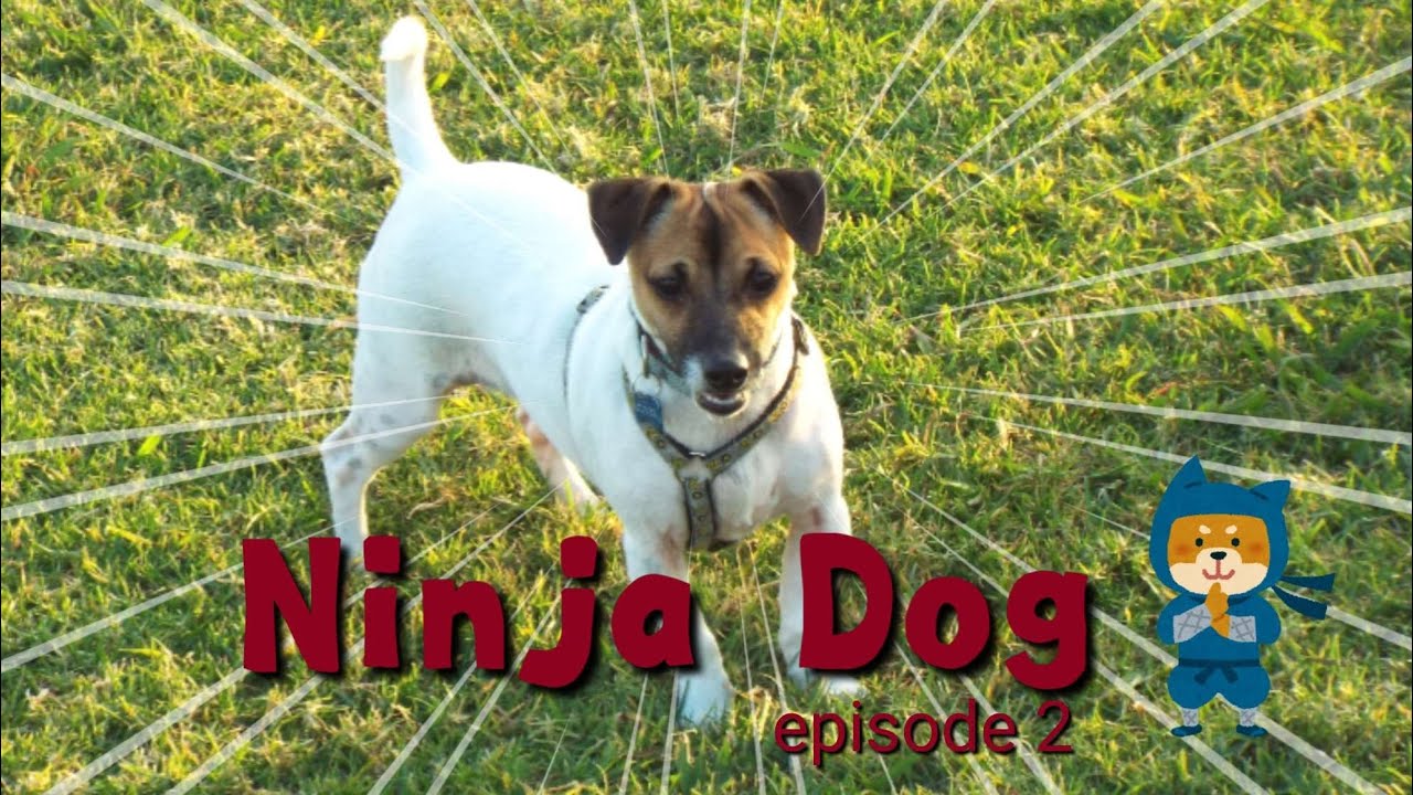 Ninja Dog 🥷 episode 2 - YouTube