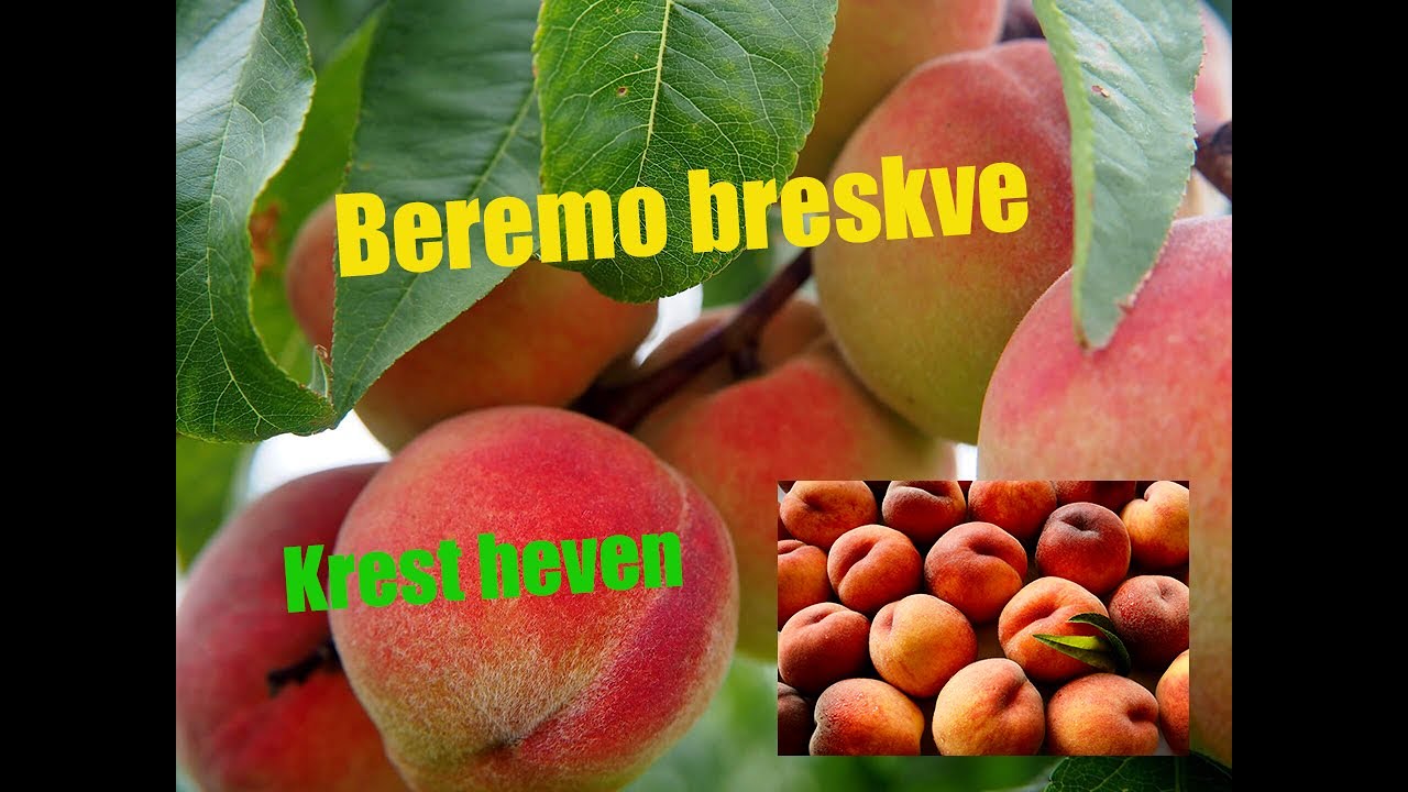 IZ NJIVE: Beremo breskve sorte krest heven - YouTube