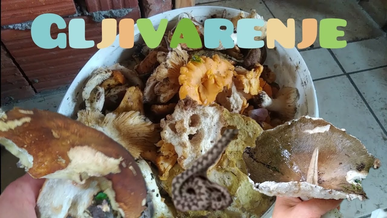 Lisicare puna suma,vrganji,zeke...Gljivarenje 07.06.2023. - YouTube