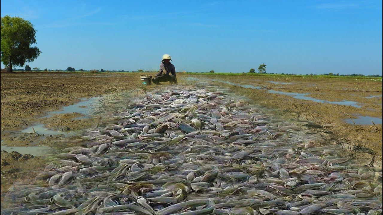 Unique fishing! A Lot of fish in water way at field when a little water ...