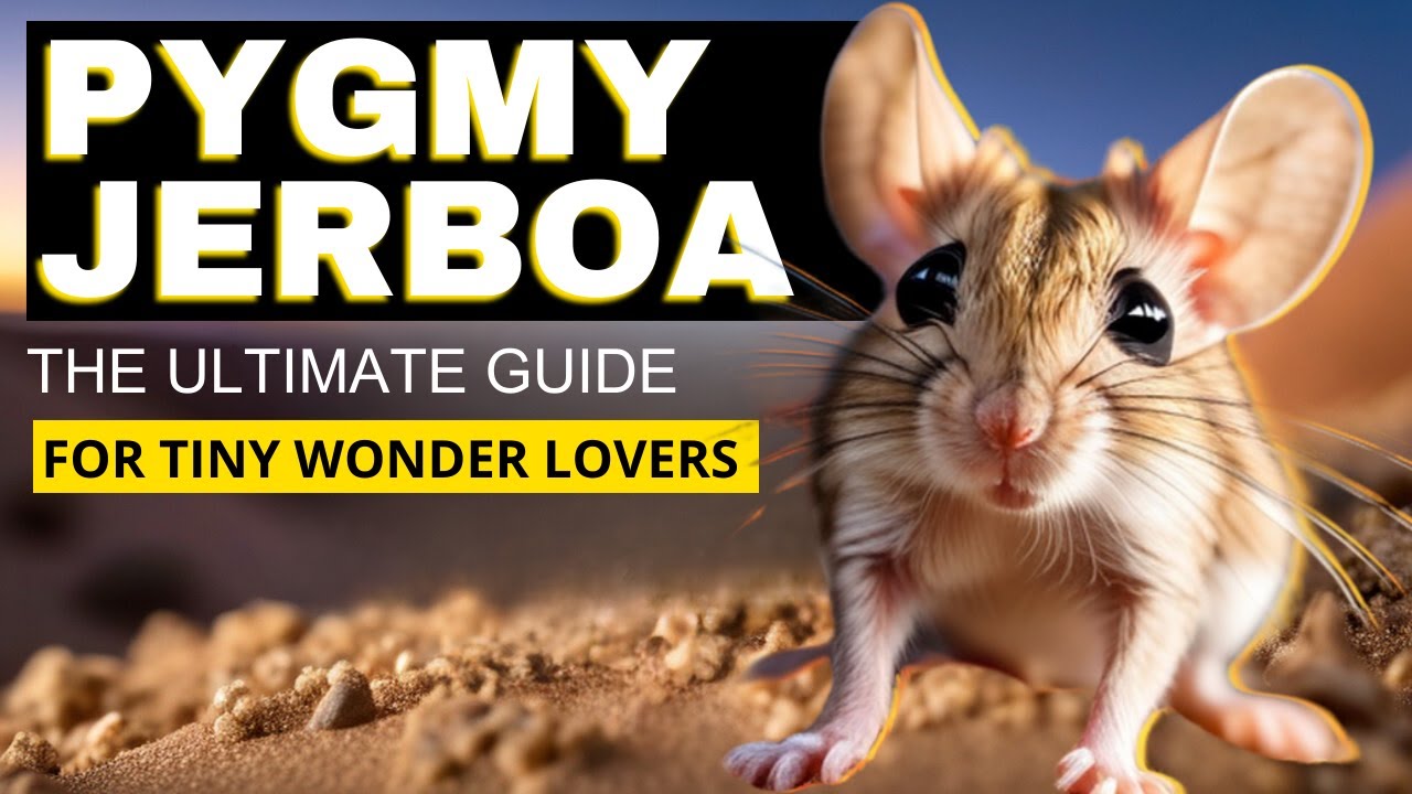 Pygmy Jerboa Health and Wellness: The Ultimate Guide for Tiny Wonder Lovers! - YouTube