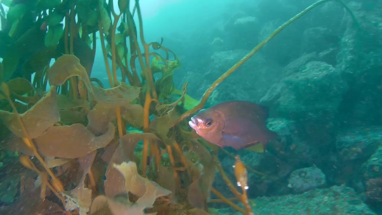 Breakwater dive #618 10-26-18 Sea lions. - YouTube