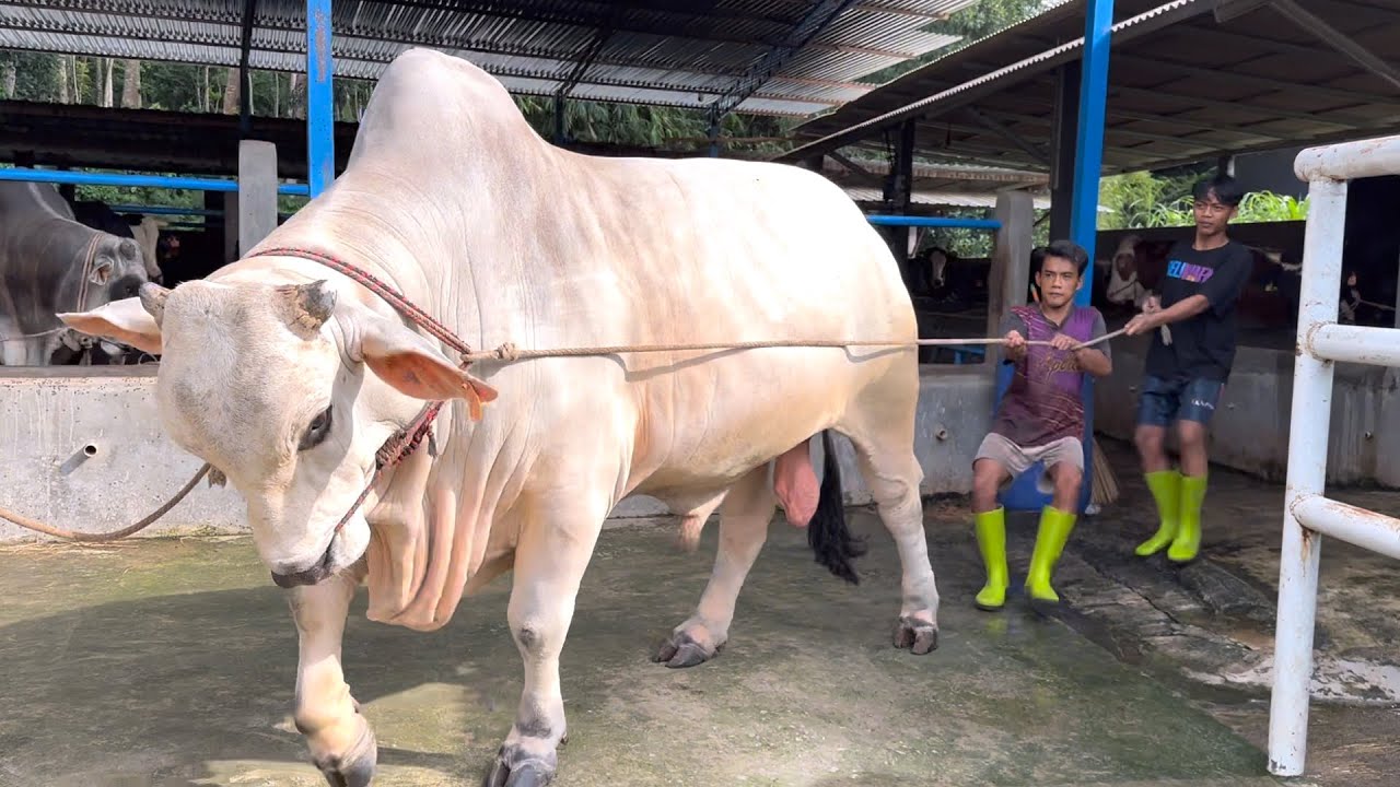 SAPI MONSTER PERANAKAN ONGGOLE TERBESAR DI INDONESIA‼️🔥 - YouTube