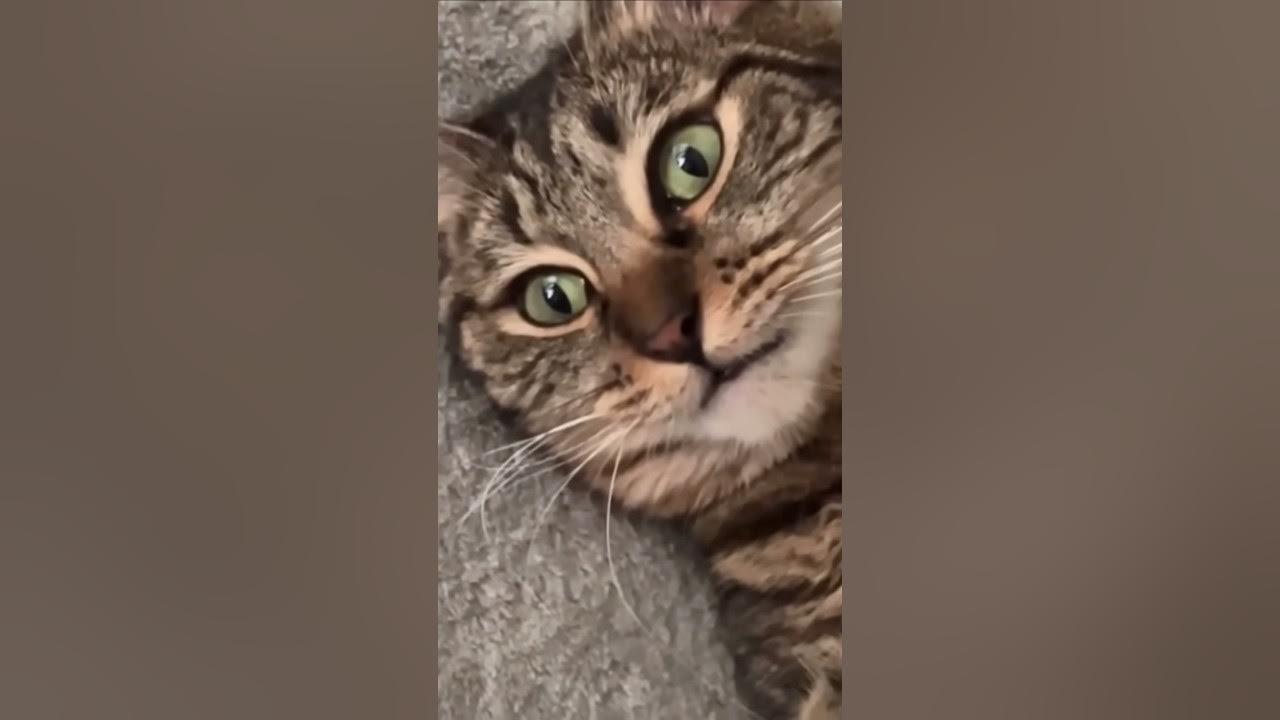 When The Catnip Hits - YouTube