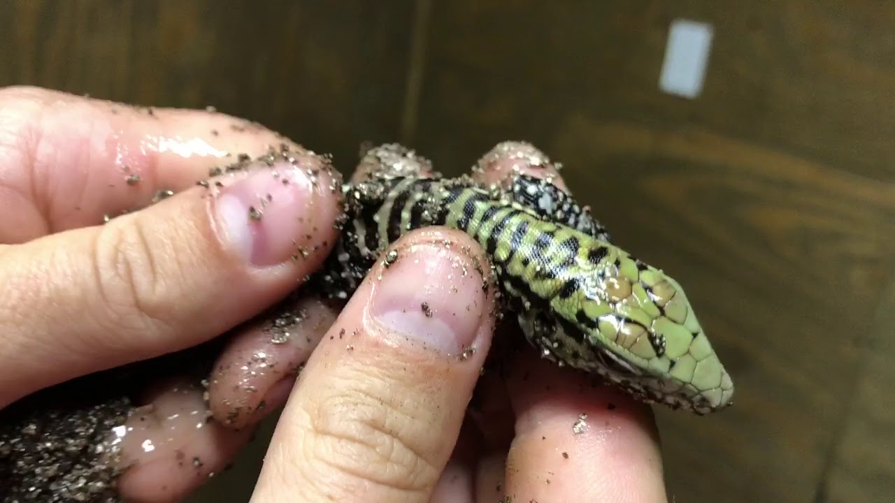 Ultra Purple Baby Tegus are here!!! - YouTube