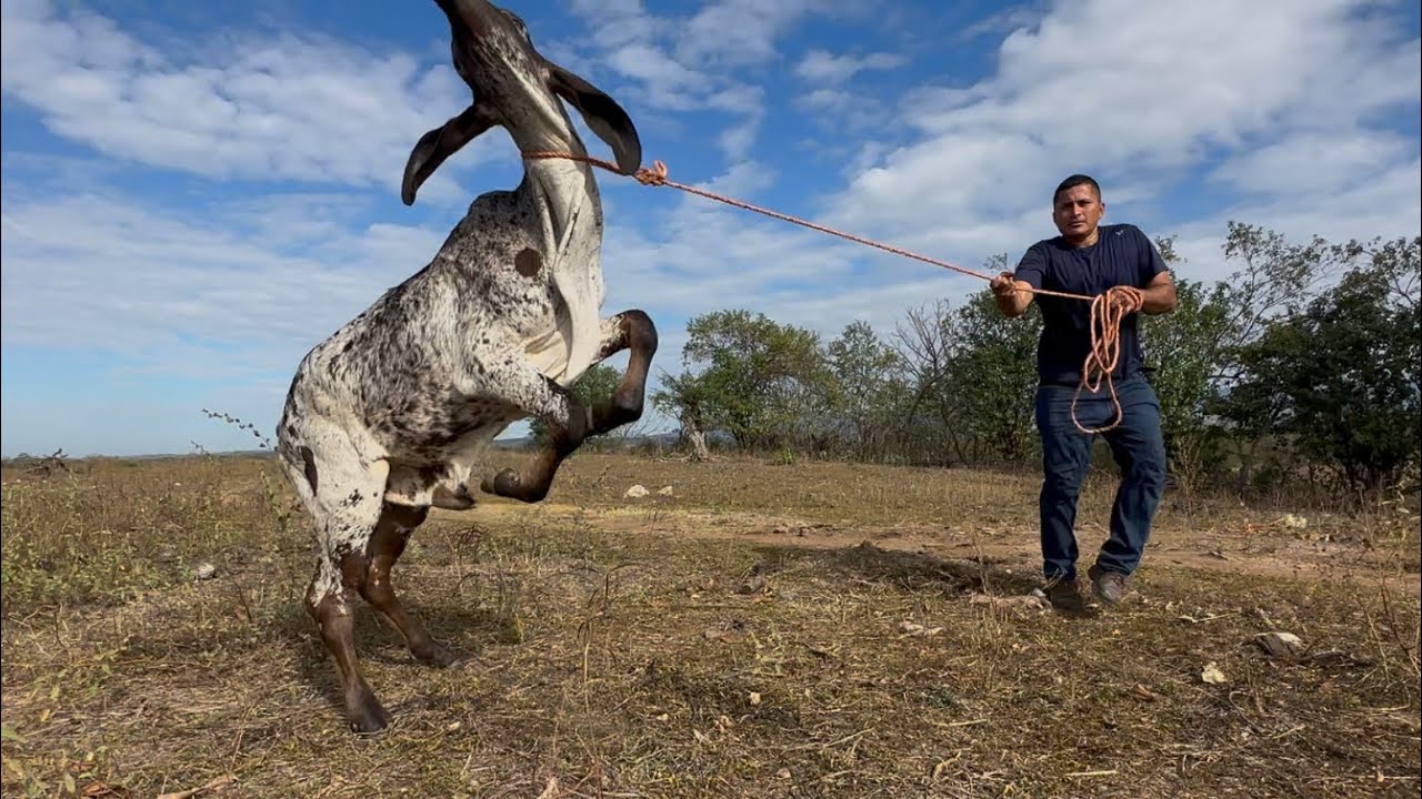 Animal bravo 😅 al fin agarro uno el mas bello - YouTube