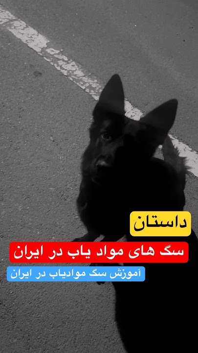 آموزش سگ موادیاب اینشکلیههر سگی که توپشو پیدا میکنه که مواد یاب و زنده یاب نیست Youtube