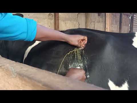relieving a cow off bloat using troca and canula| Unfortunately the cow ...