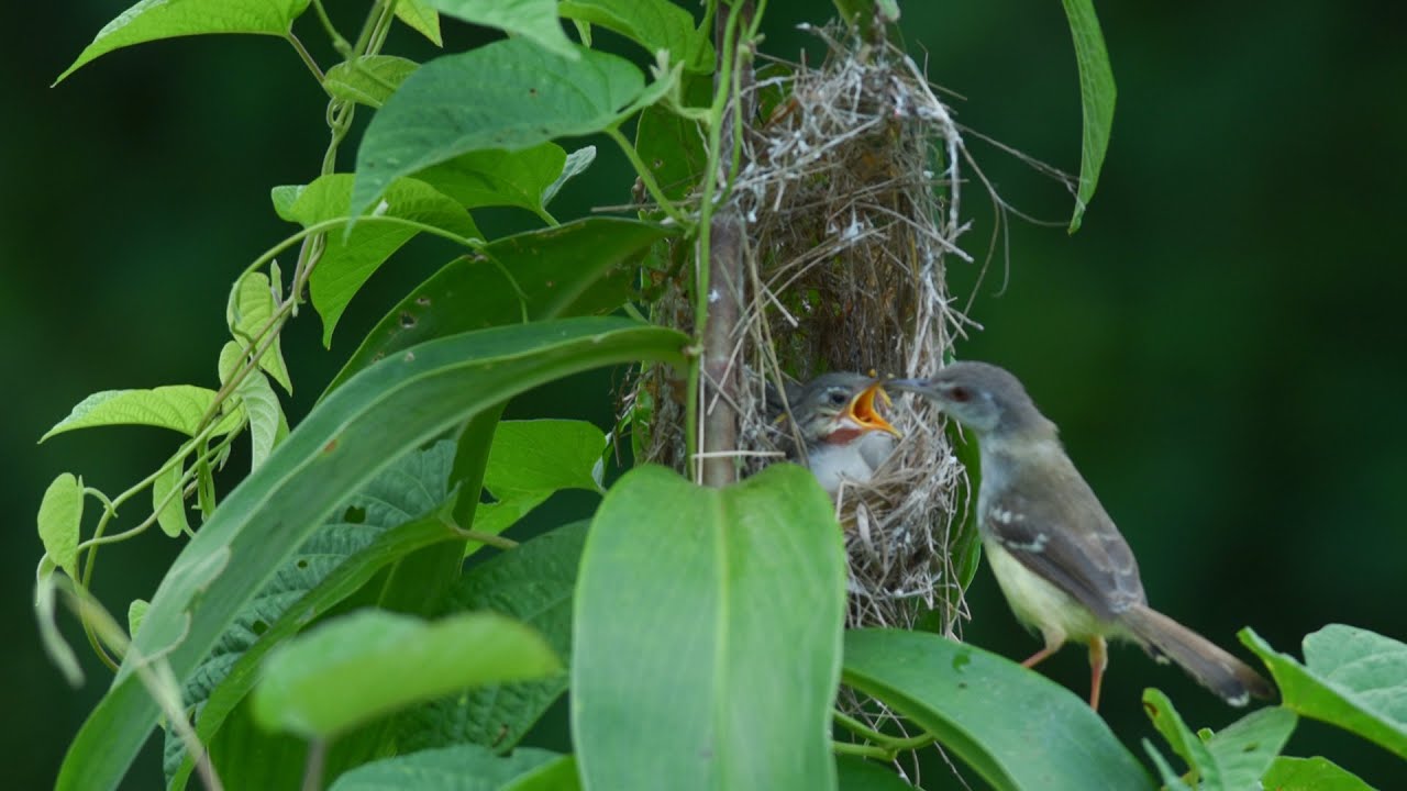 Too big Mama - Mother bird Feeding it's baby chicks - YouTube