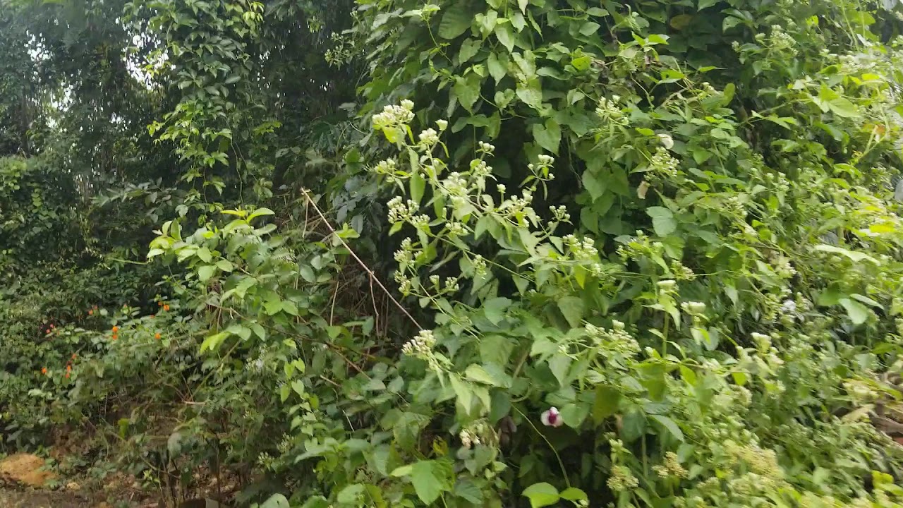 How to go to Katap,Banlot,Sibonga (sa Bukid: Mountains of Sibonga ...