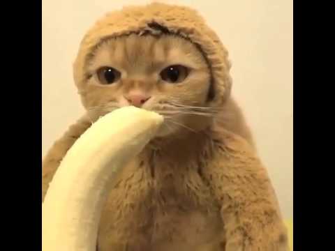 Grappige kat in apen pakje - YouTube