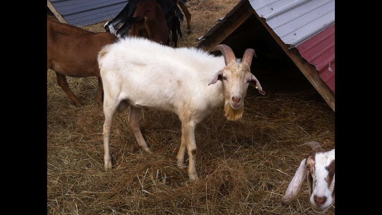 Meat Goat updates - YouTube