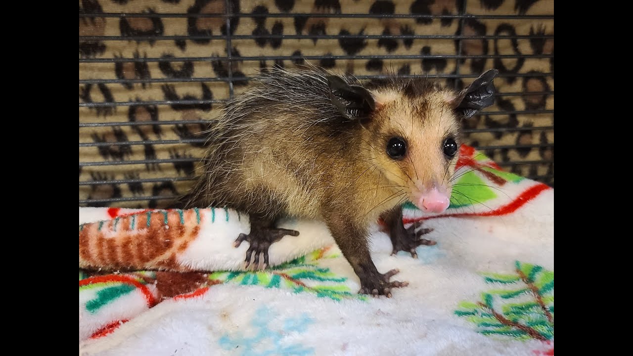 Yawari Possums - YouTube