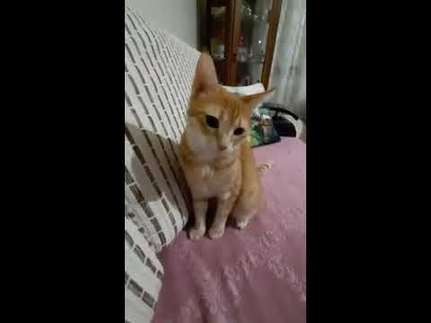 sahibine kizan kedi