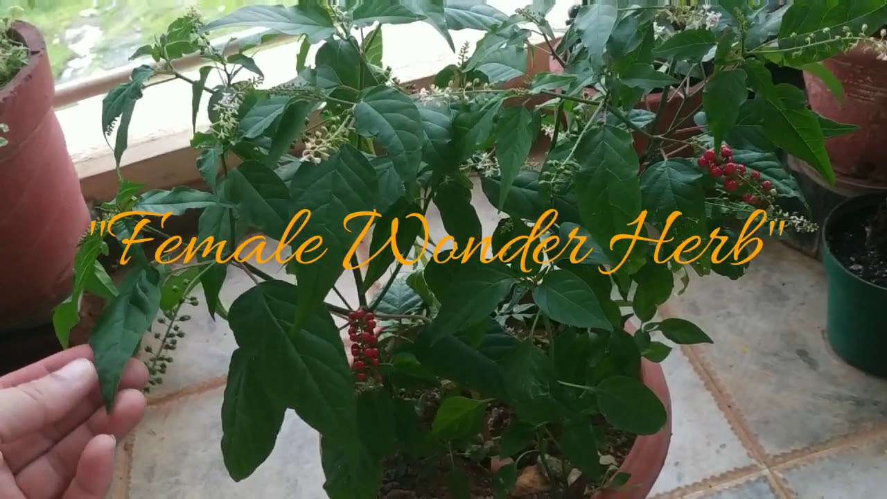 #Female Wonder Herb# Fertility Bush# Inflammation Weed#Blood berry#Dog ...