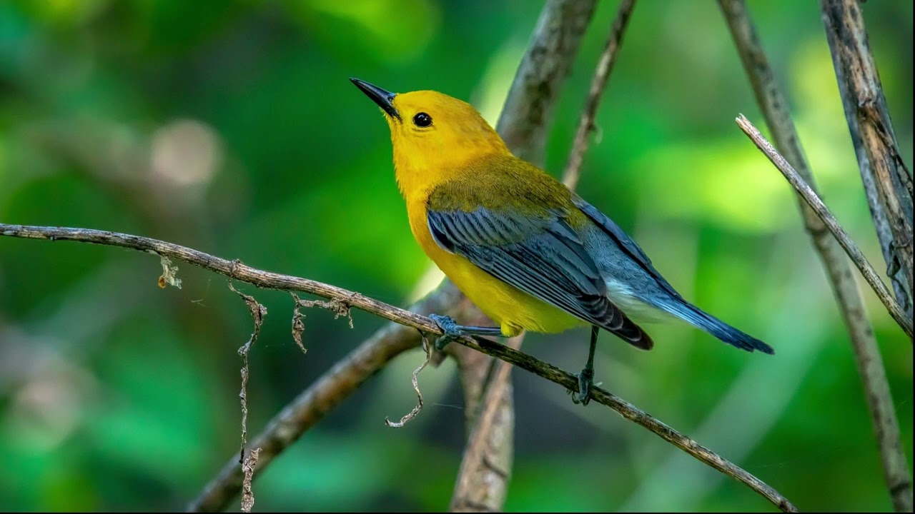 Bird Singing Sound Effect ~ Free Sound Effects - YouTube