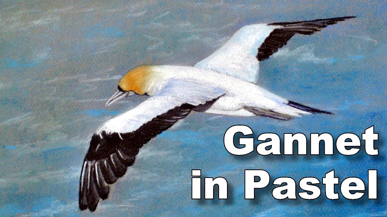Bird Painting - How to Paint Birds in Pastel - Gannet Time Lapse ...