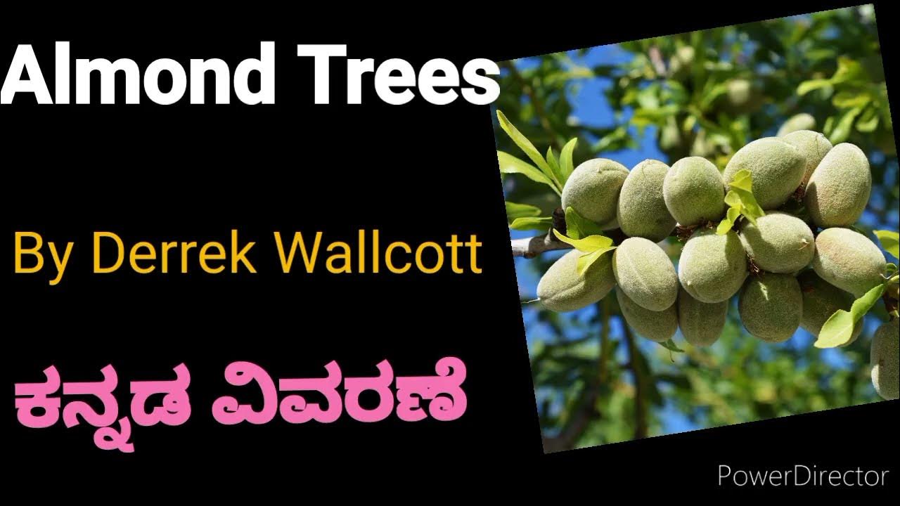 Almond trees in kannada |Derek Walcott |ksou |summary in kannada - YouTube