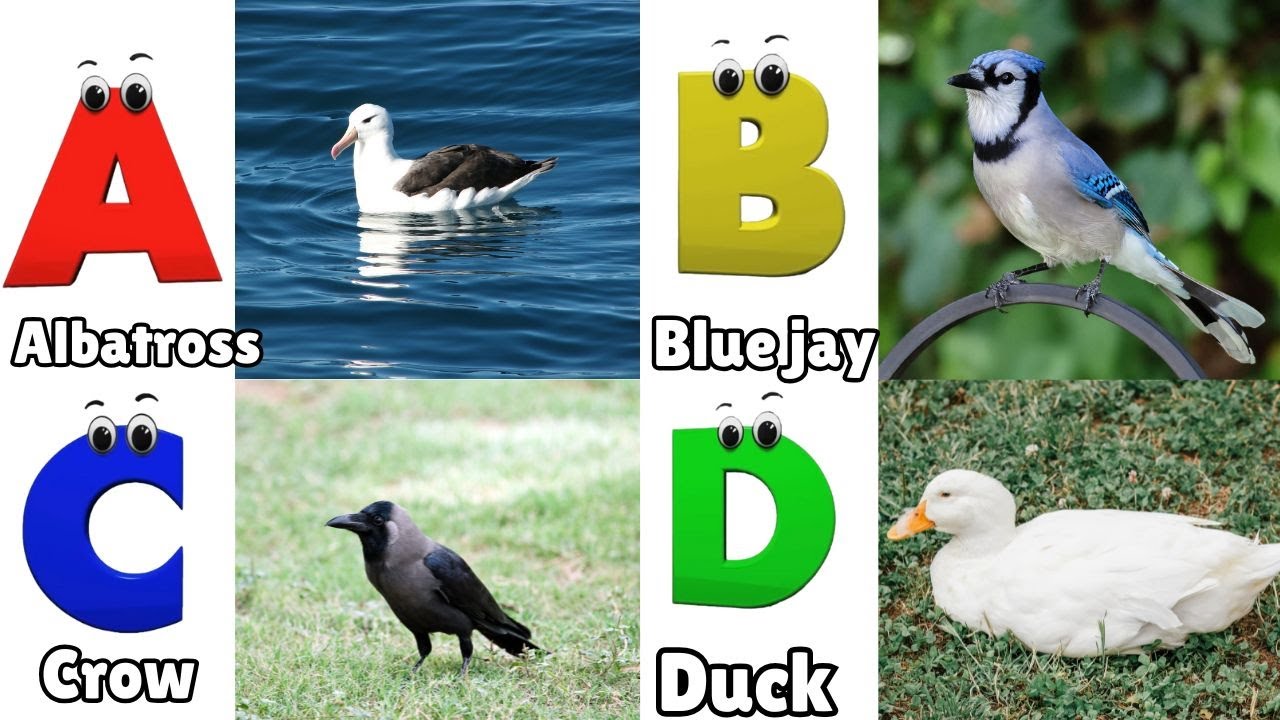 ABC Song | Birds ABC Song | Phonics for Kids| Learn ABC, Baby ...