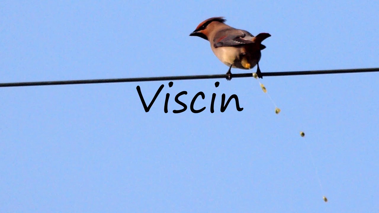 How to Pronounce Viscin? - YouTube