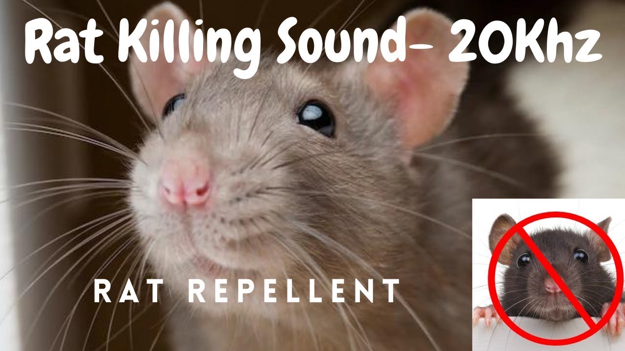 rat repellent sound | mouse killer | 10 hours | 100% Working | Rat ...