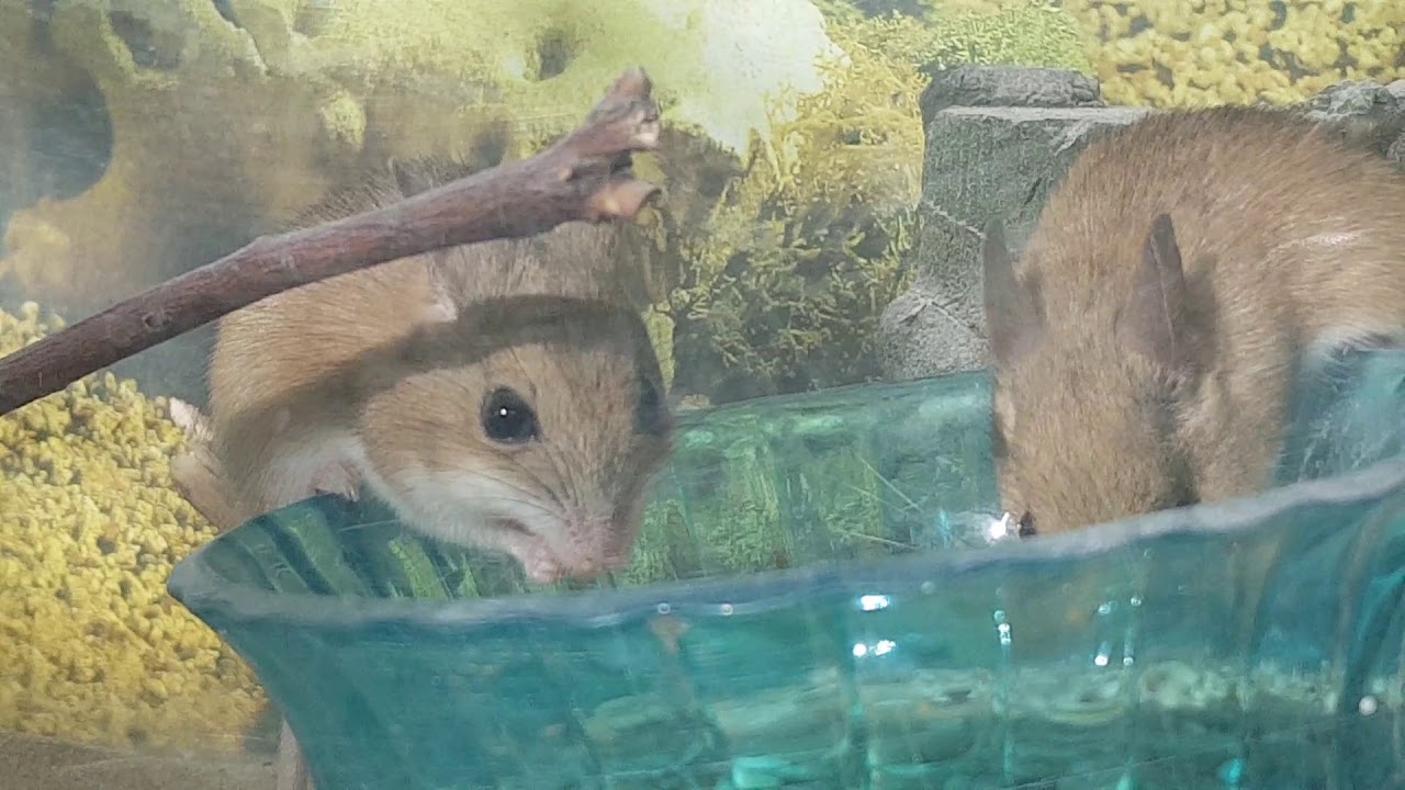 My Australian spinefex hopping mice eating up close - YouTube