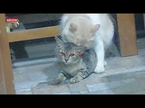 Kucing Di Perkosa,Gagal Kawin