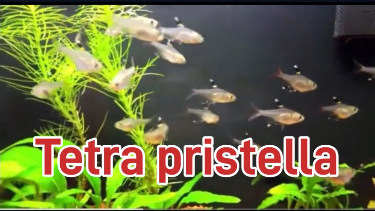 Pez tetra pristella o tetra rayos x un pez casi indestructible pristella maxillaris - YouTube