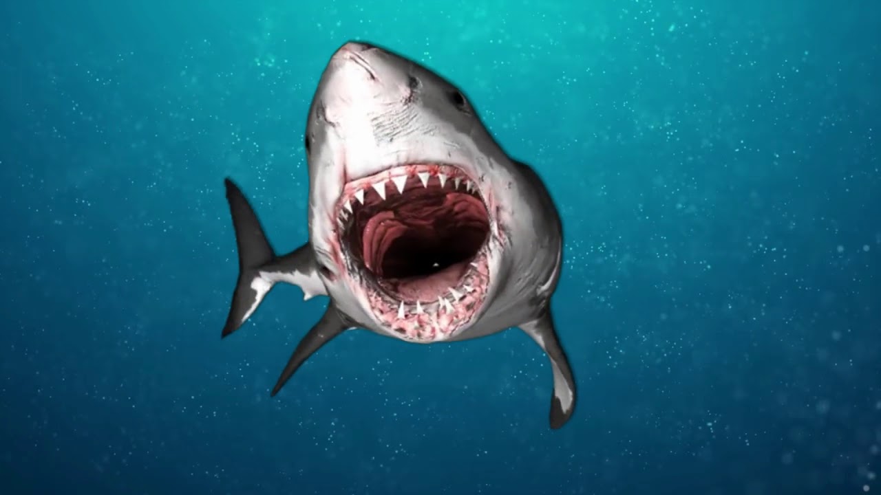Shark effect - YouTube