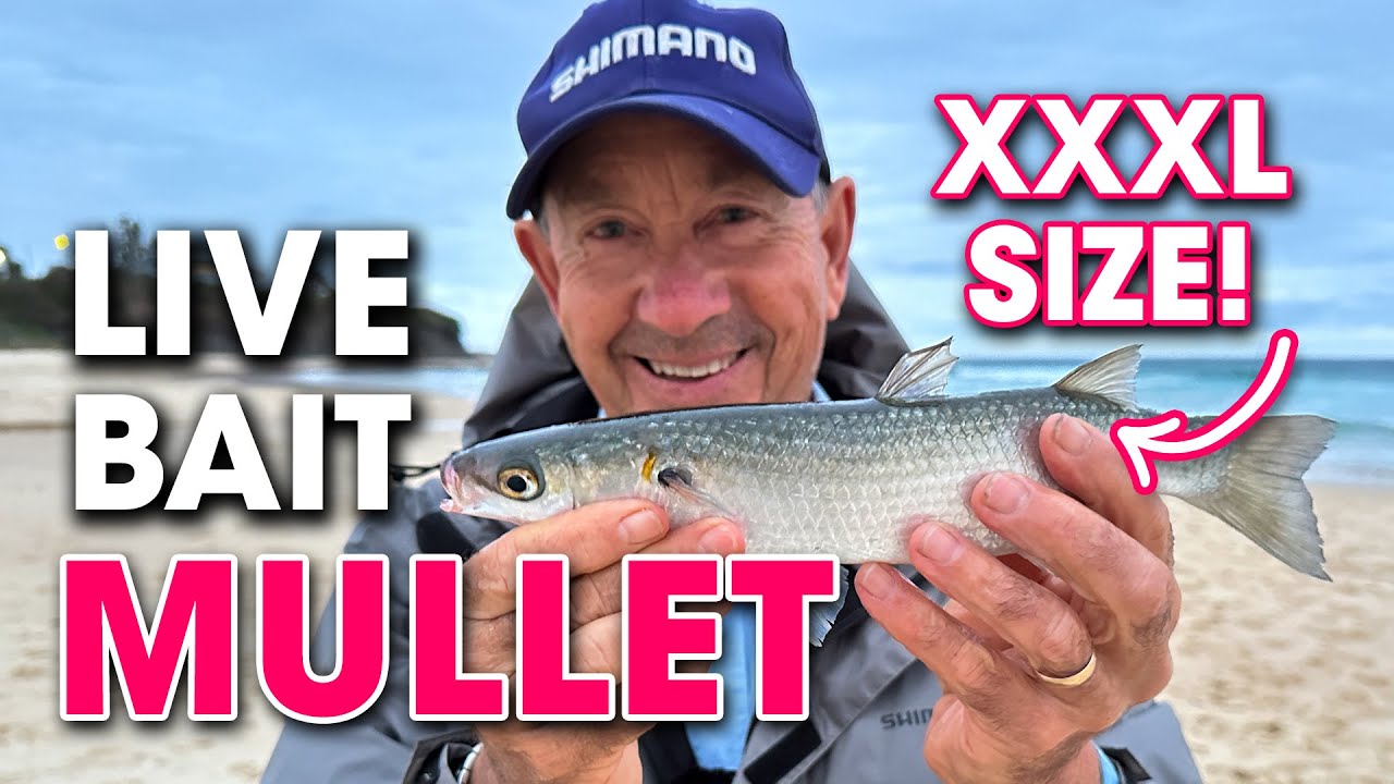I'm Fishing with GIANT Live Mullet for Bait off the Beach! - YouTube