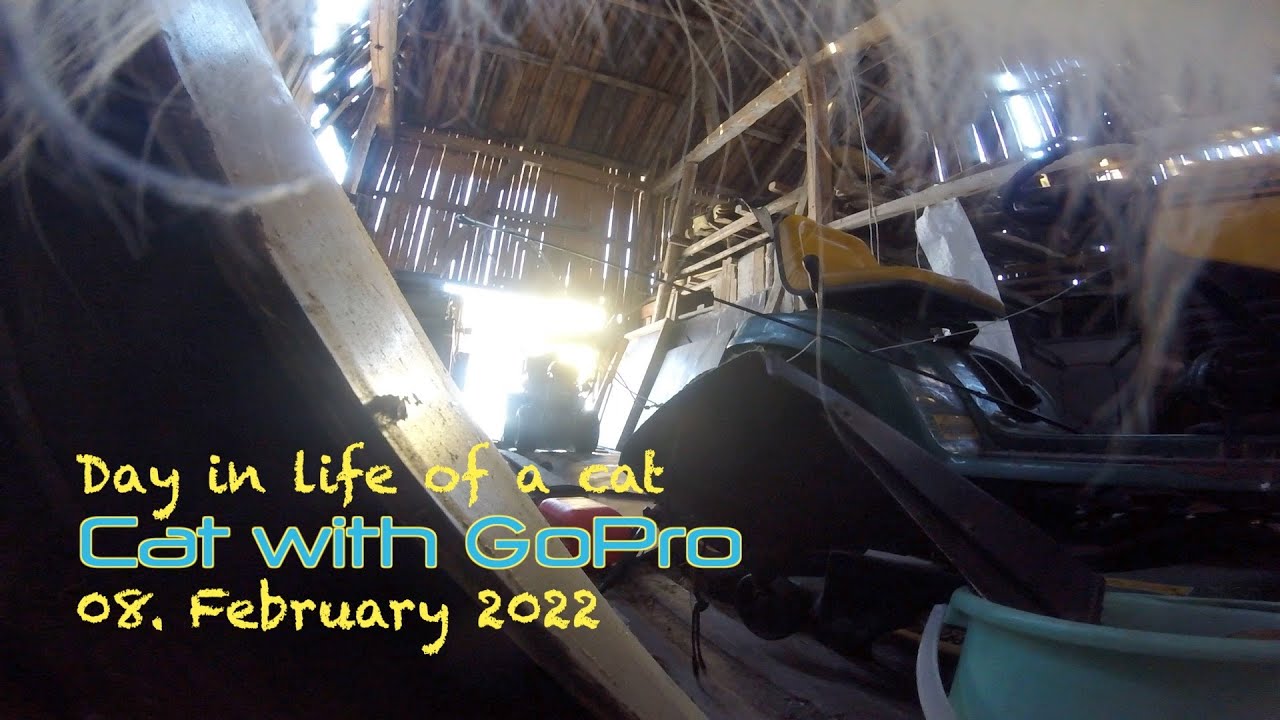 Cat with GoPro exploring a barn - YouTube