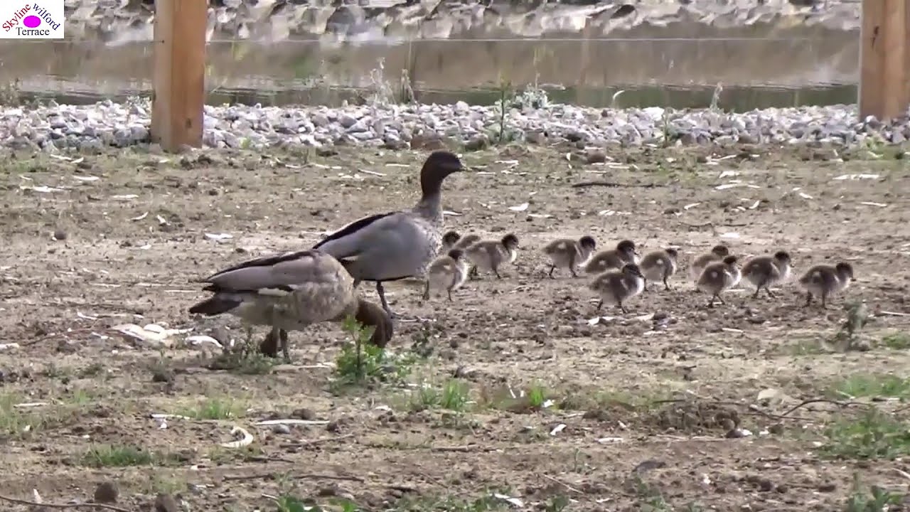 Duck parents and their 12 newly hatched babies - YouTube
