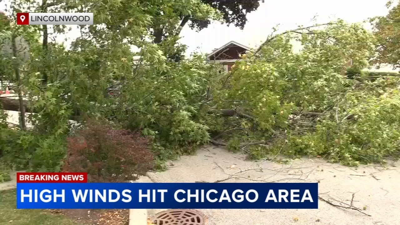 Trees knocked down amid high winds in Chicago area - YouTube