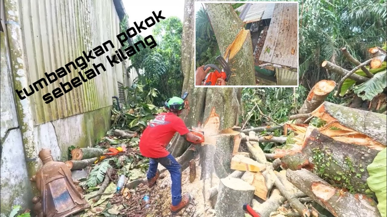 tree cut big job tree hard work part 2 - YouTube