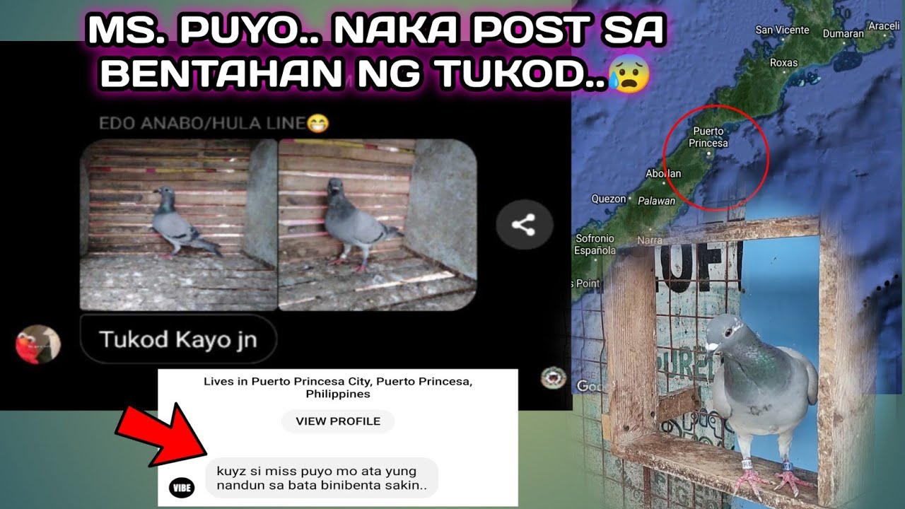 MS. PUYO .. NAKA POST SA BENTAHAN NG TUKOD NA KALAPATI..😰 - YouTube