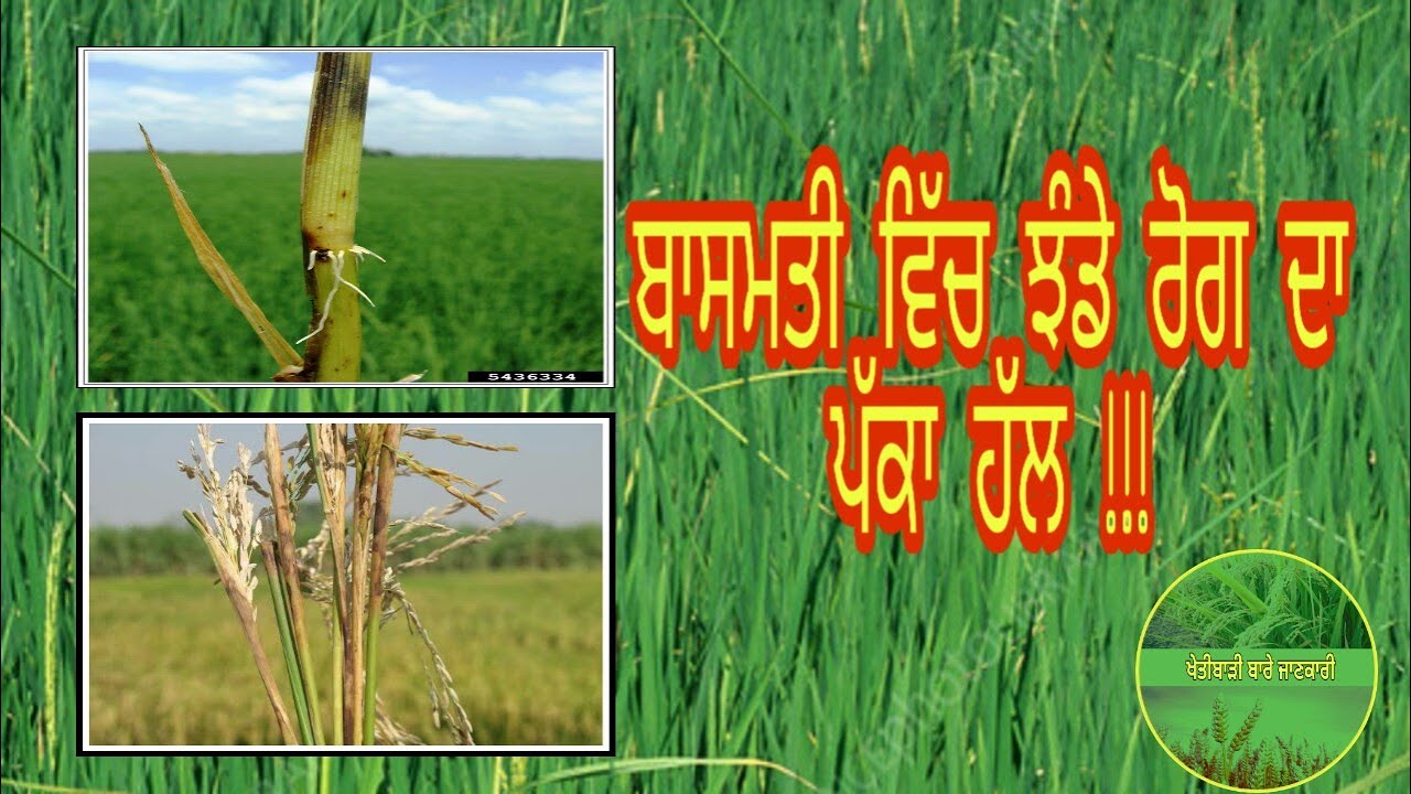 ਬਾਸਮਤੀ ਵਿੱਚ ਝੰਡੇ ਰੋਗ ਦਾ ਪੱਕਾ ਇਲਾਜ਼ !!! How to control foot rot in ...