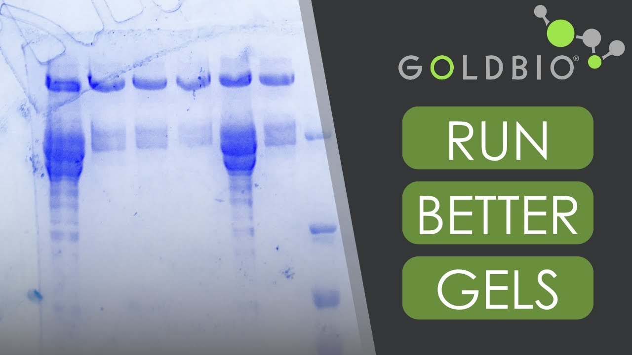 From Smearing to Smiling: SDS-PAGE Troubleshooting Tips - YouTube