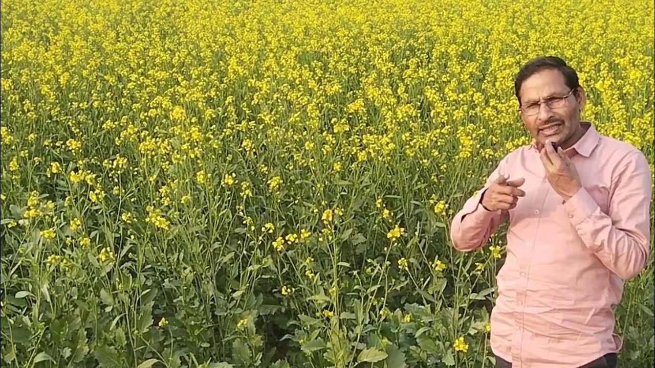 sarson ka khet - YouTube